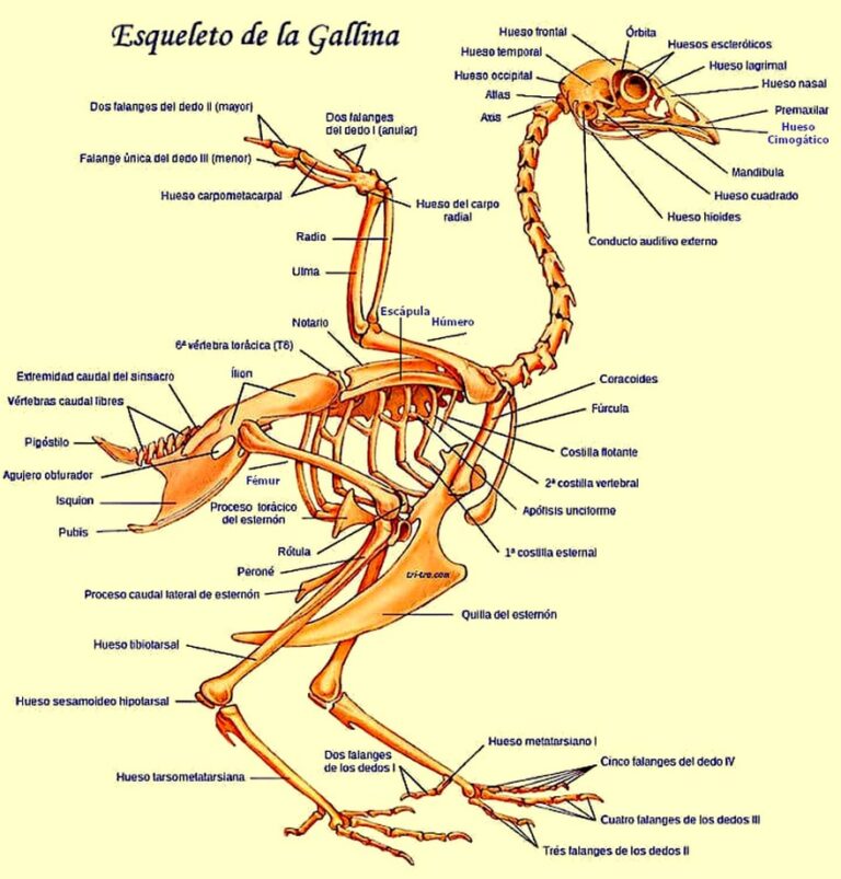 Anatomía del Pollo | El Productor