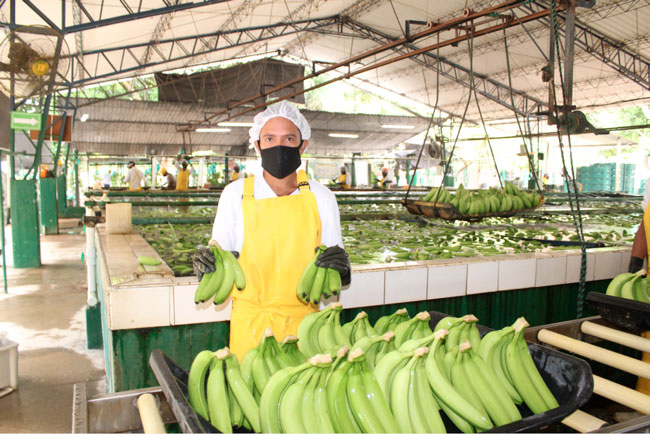 En 2021 aumentaron un 14% las exportaciones de banano desde el Caribe ...
