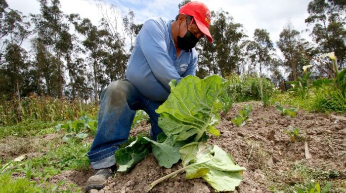 Ecuador: Huertos urbanos se instalan en el Parque Metropolitano de ...