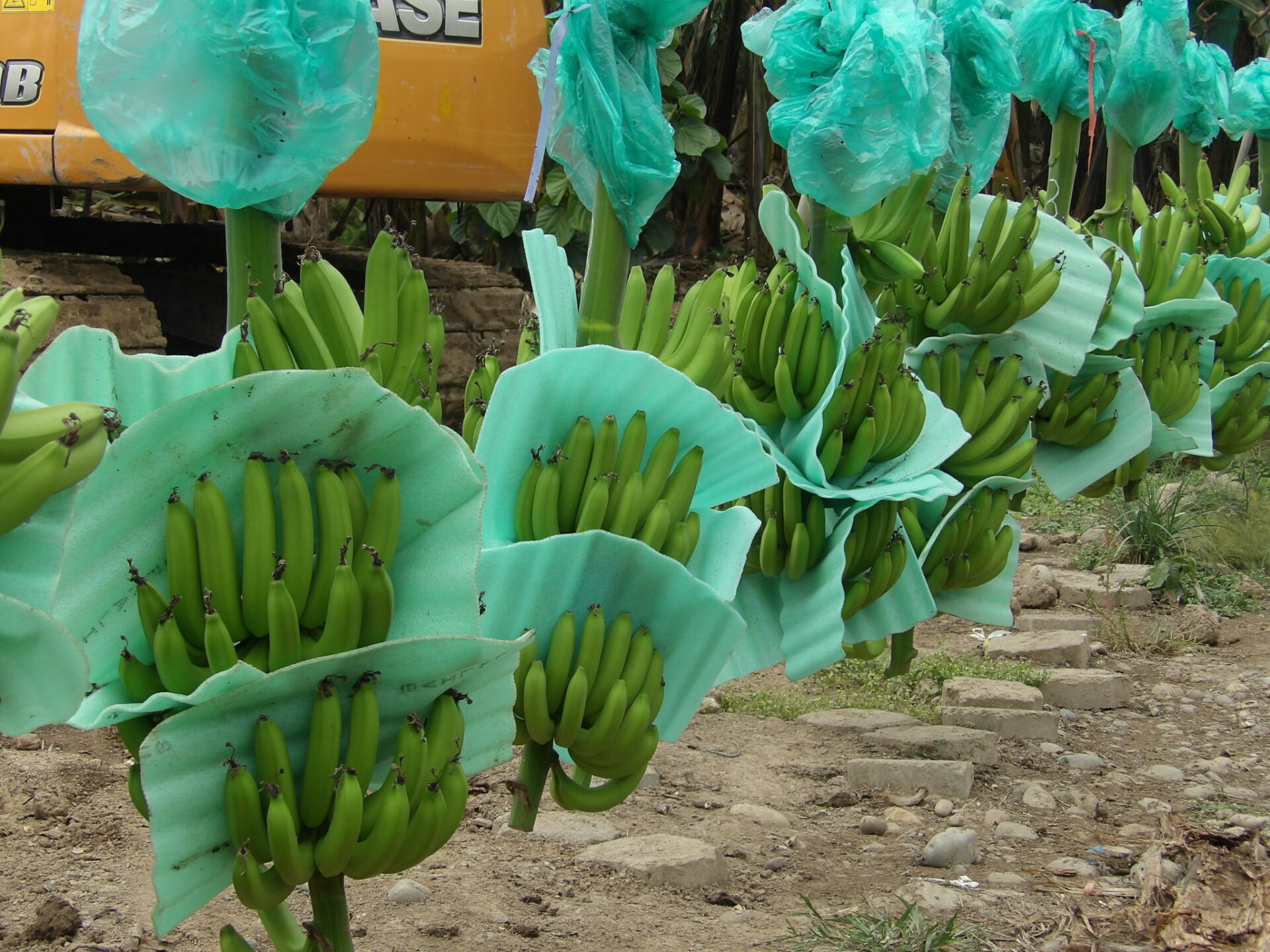 Sector bananero a la espera de una respuesta del MAG para exportar | El ...
