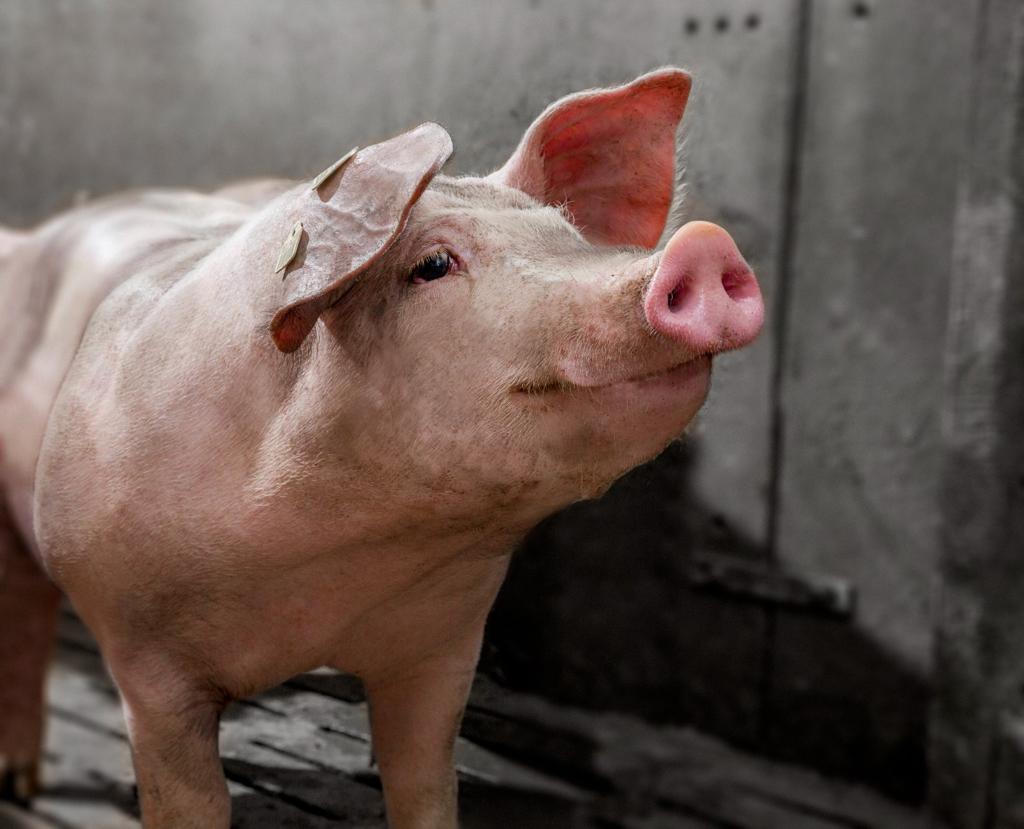 PorkGen, innovando genéticamente, para la mejora de la producción ...