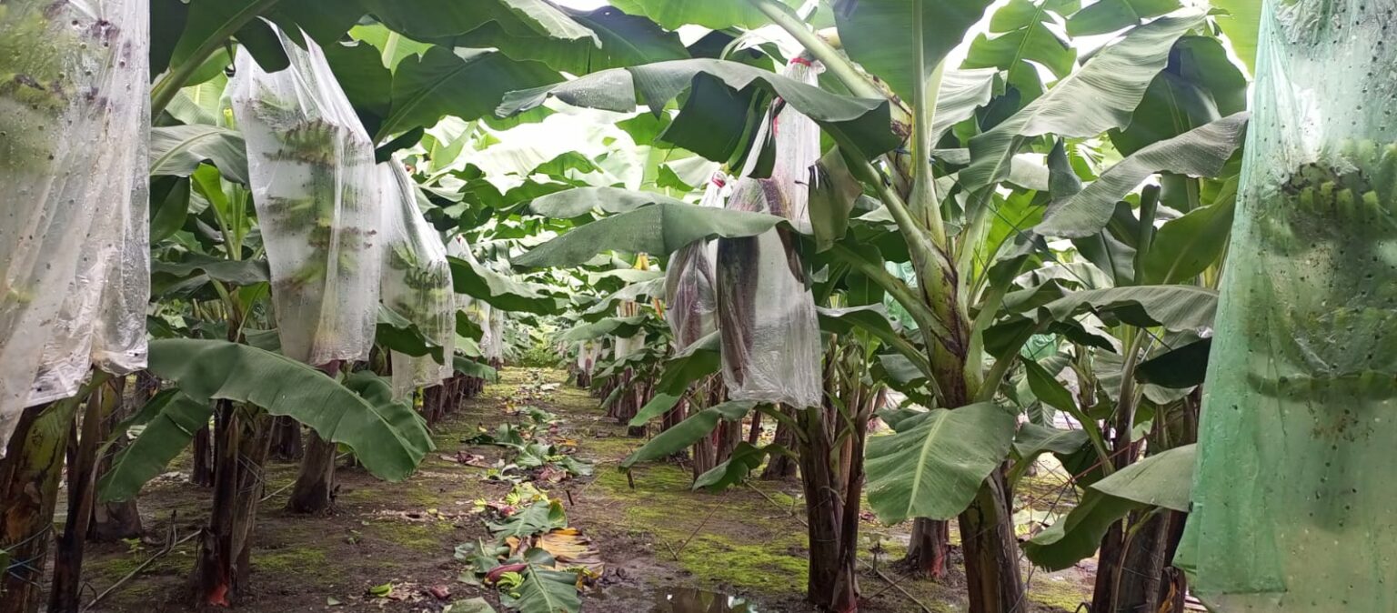 La variedad de banano Formosana-218 ya se está comercializando en ...