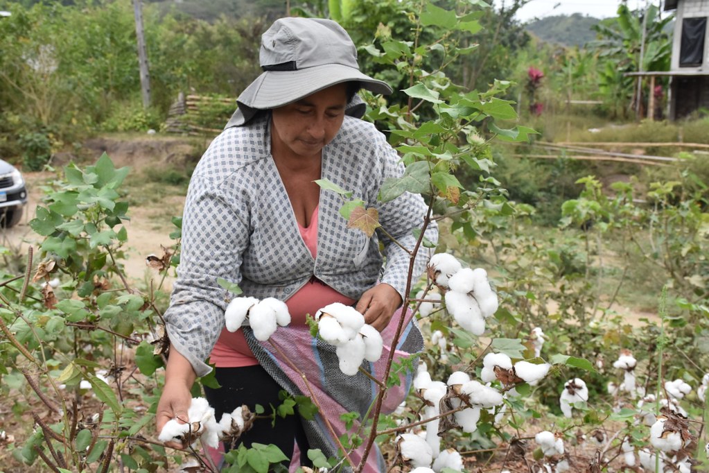 Ecuador presenta avances en la producción sostenible de algodón | El ...